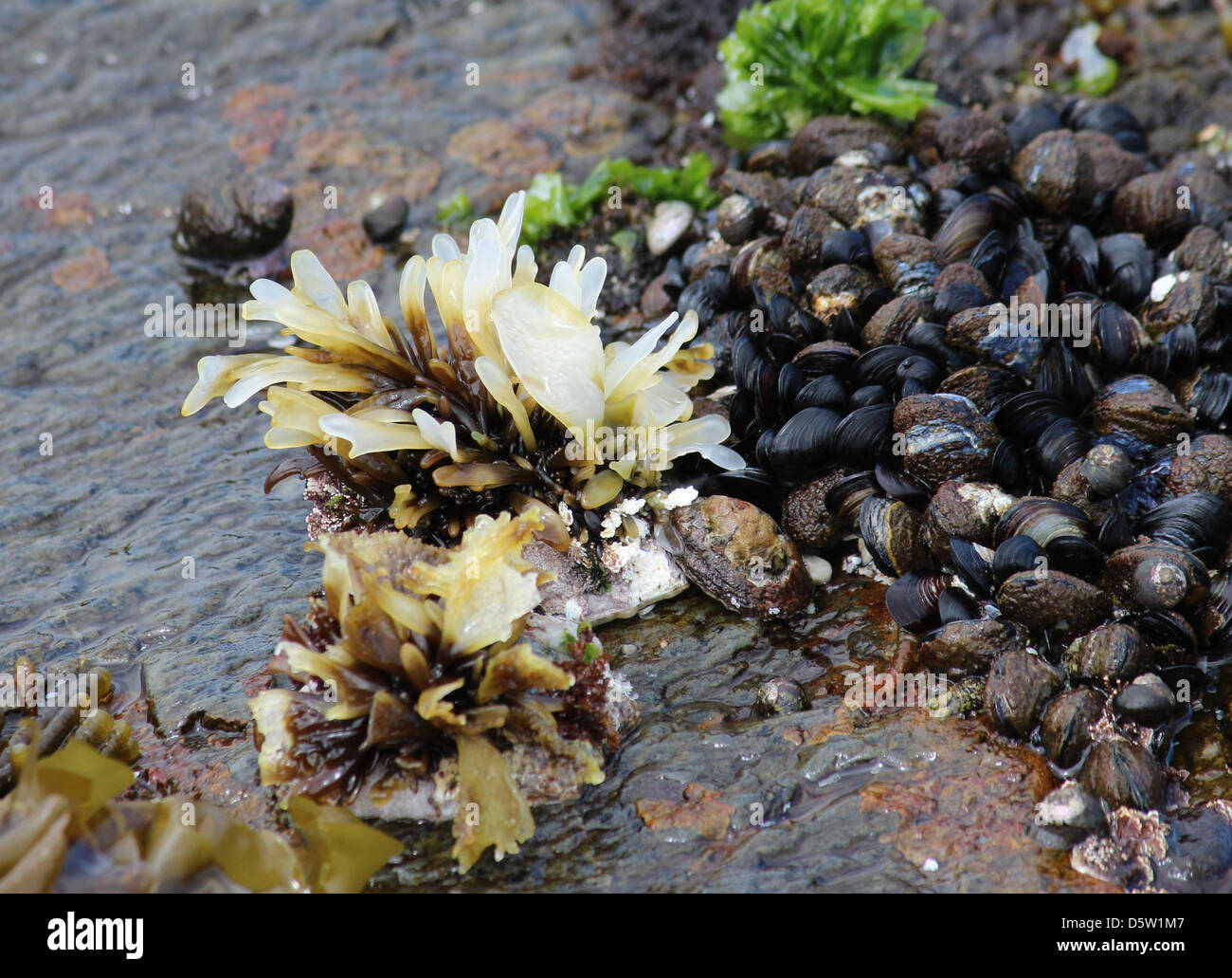 Wet mussels seaweed hi-res stock photography and images - Alamy