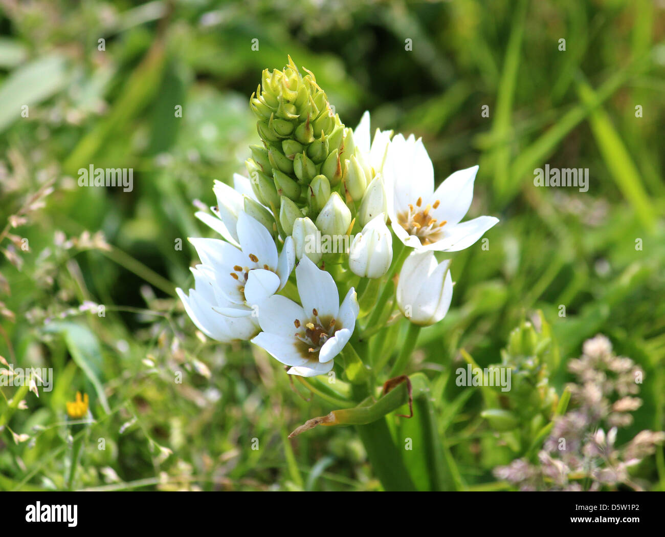 Chincherinchee flower (Star of Bethlehem), growing wild in Western Cape ...