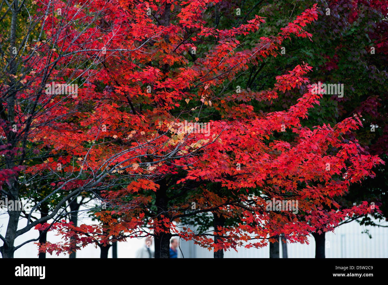 Trees in Berlin turned red in Berlin, Germany, 01 October 2012. Photo ...