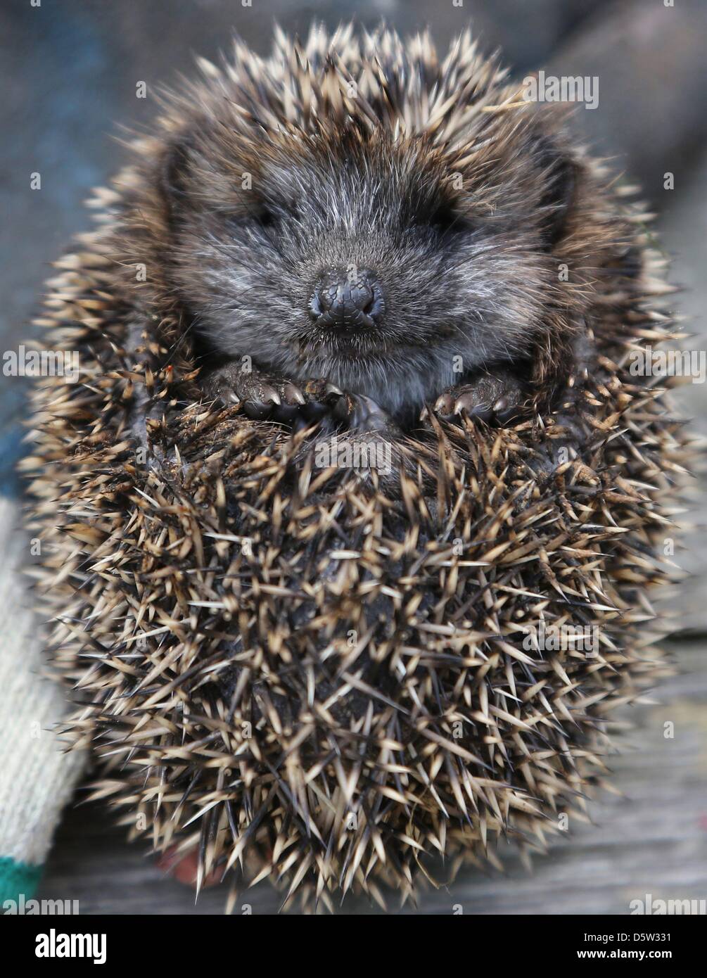 Hedgehog in a ball hi-res stock photography and images - Alamy