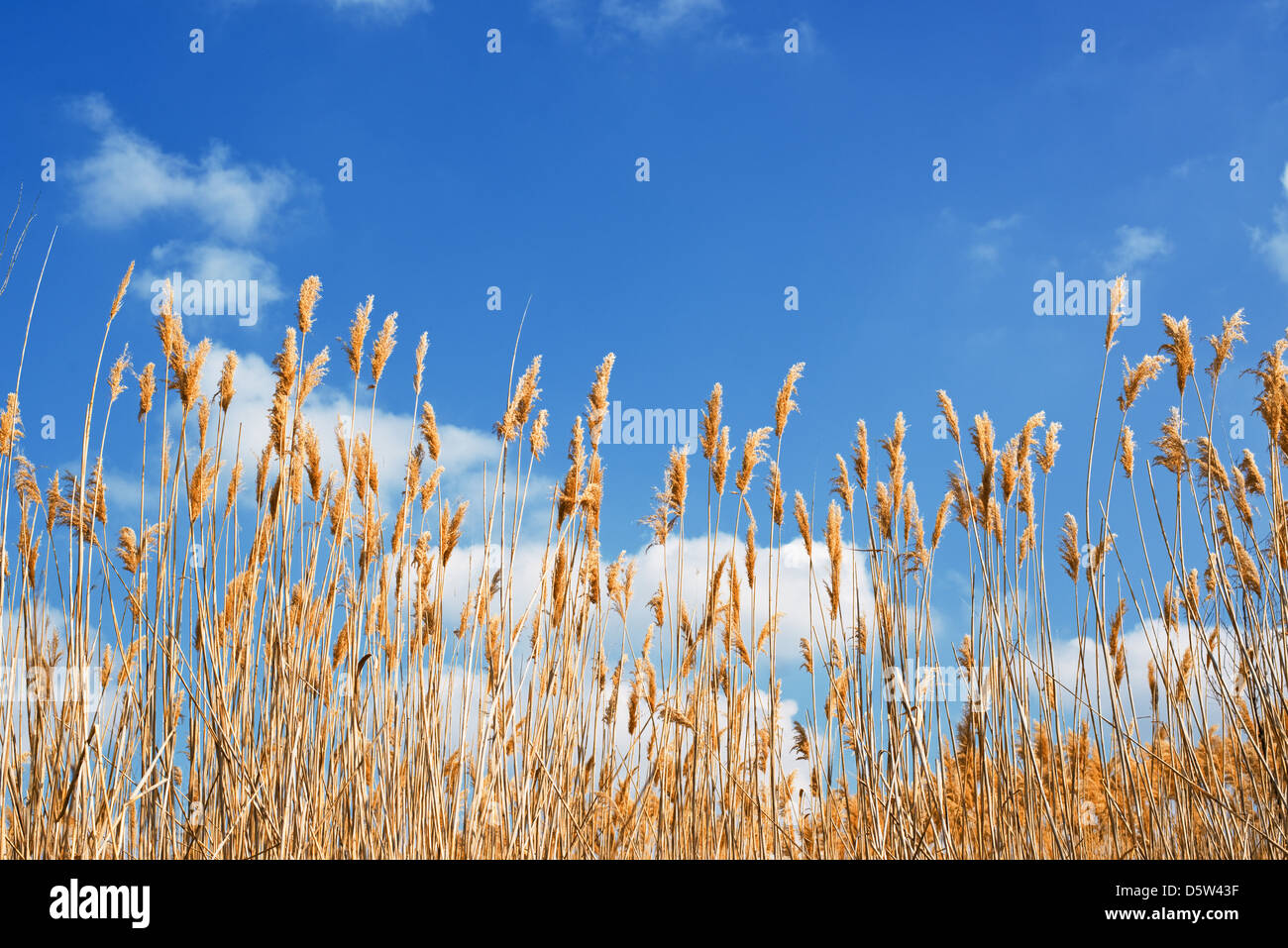 Clouds stem hi-res stock photography and images - Alamy