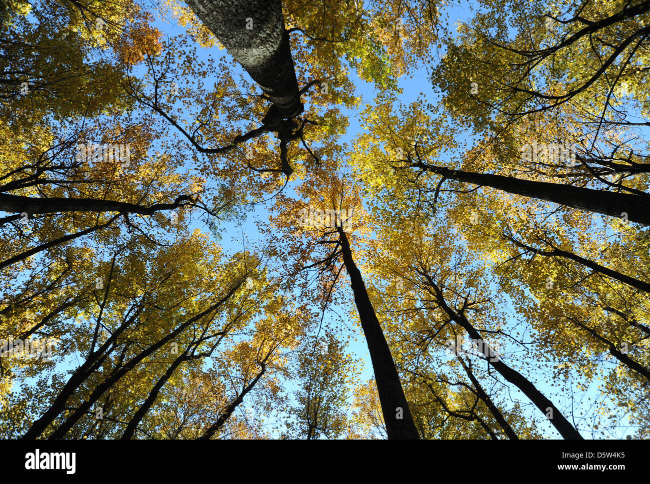 Trees Looking Up Leaves Stock Photos & Trees Looking Up Leaves Stock ...