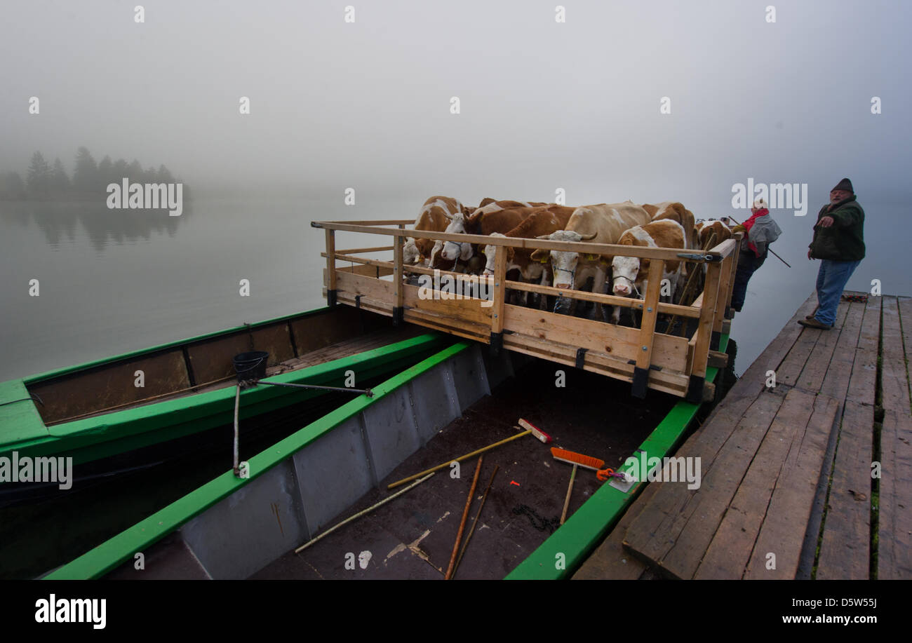 Farmers and helpers transport their cattle on two small boats across ...