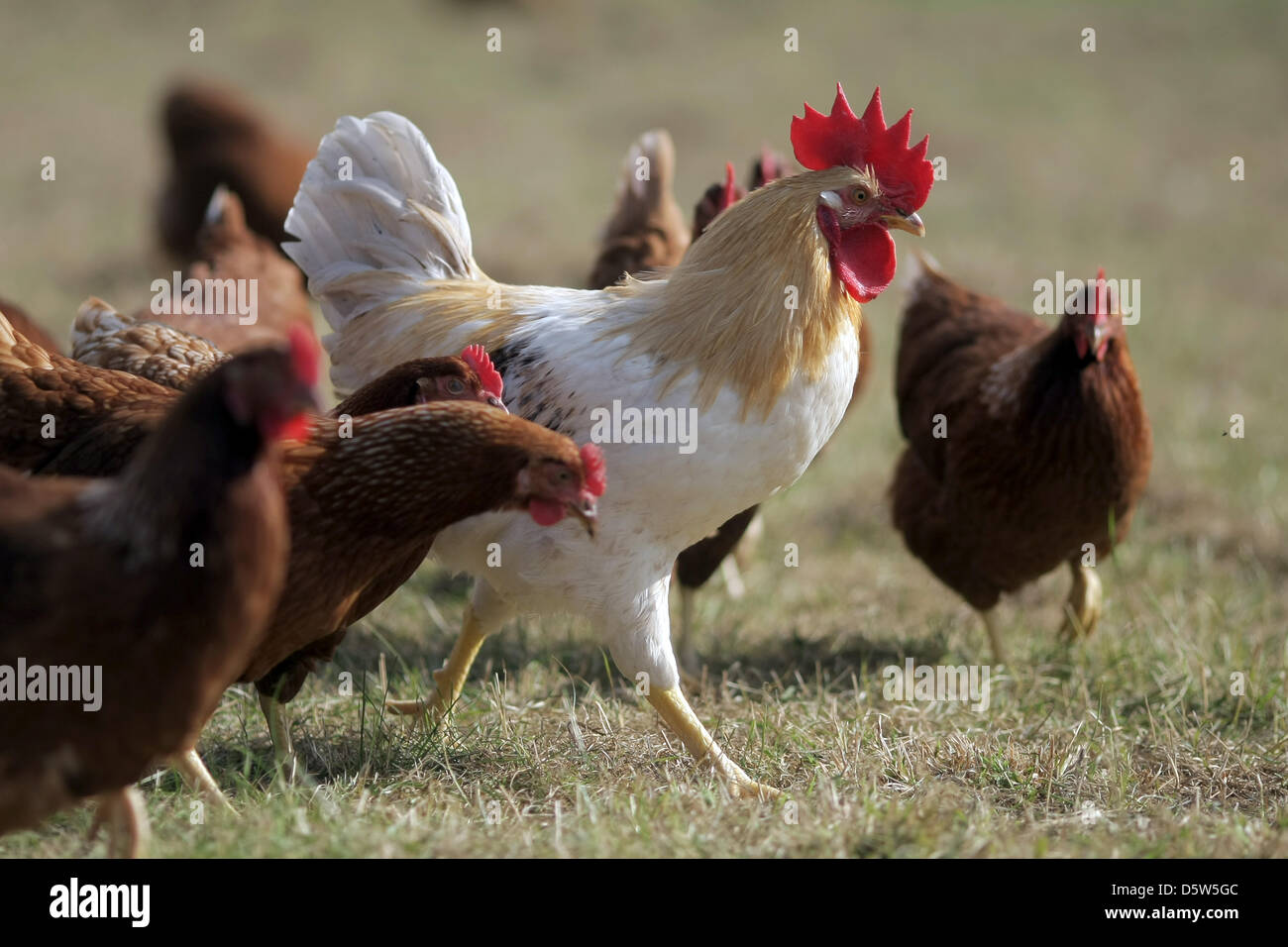 Free-range chickens walk at the Etzel Organic Farm in Wehrheim, Germany ...