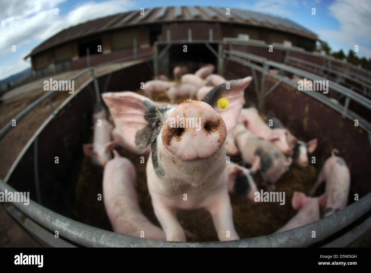 Curious young pigs look into the camera at the Etzel Organic Farm in ...