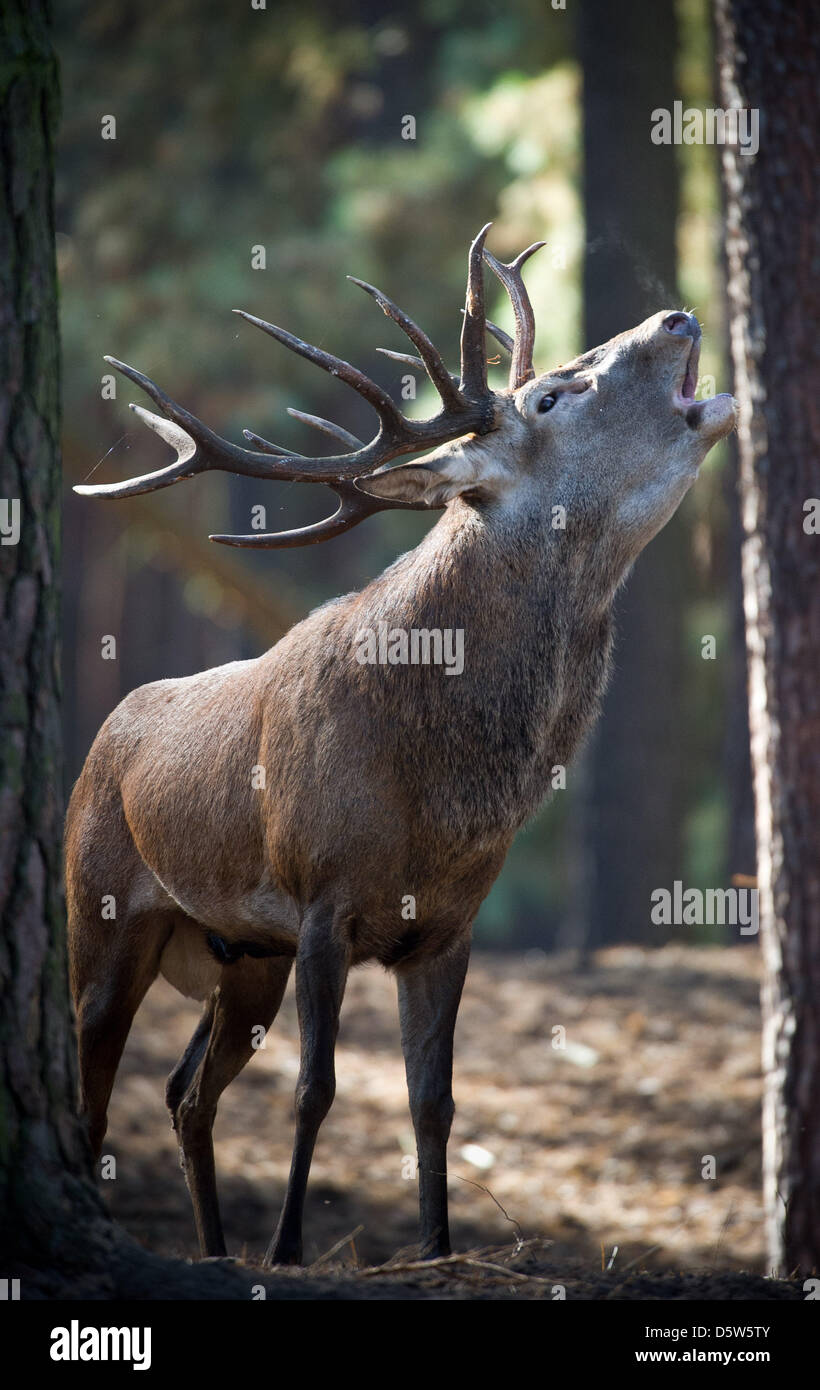 A red deer stag (Cervus elaphus) roars at the enclosure of the wild ...