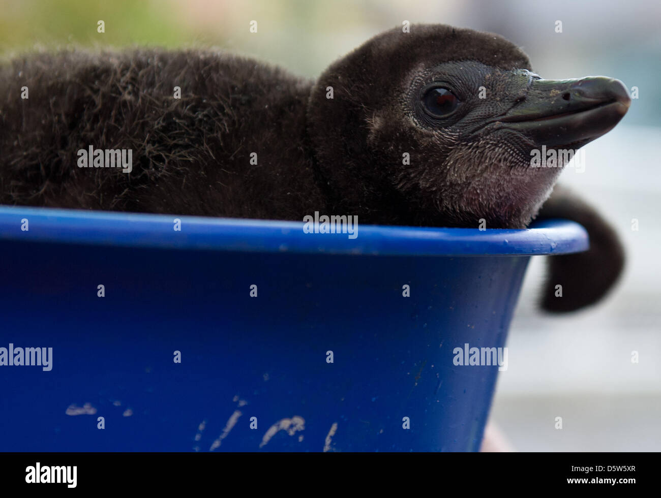 The first offspring of African penguins is presented at the zoo in ...