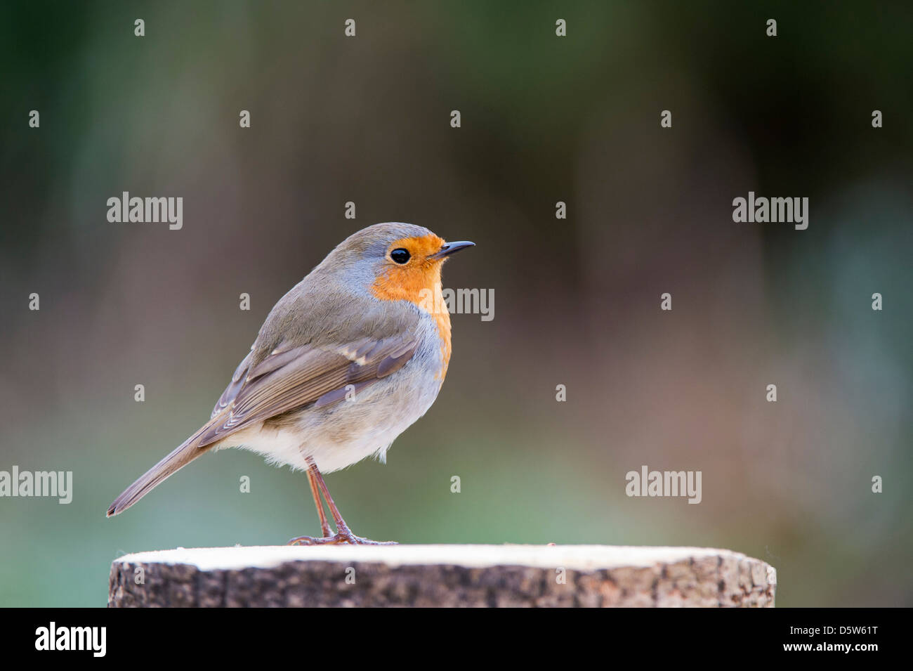 Robin redbreast on a wooden tree stump in an English garden Stock Photo ...