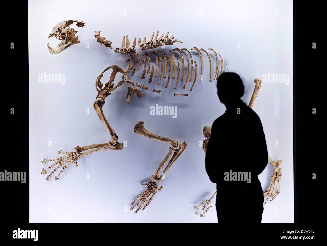 Lion Skeleton Stock Photos & Lion Skeleton Stock Images - Alamy