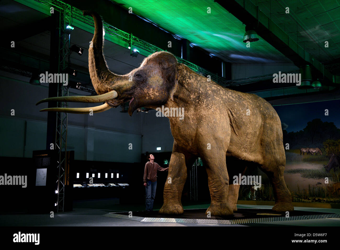 Straight tusked elephants hi-res stock photography and images - Alamy