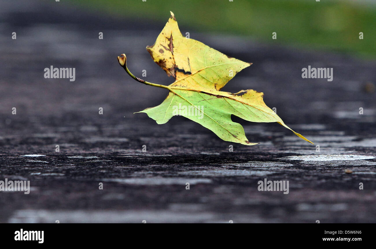 A coloured leaf is moving in the wind in Veitshoechheim, Germany, 04 ...
