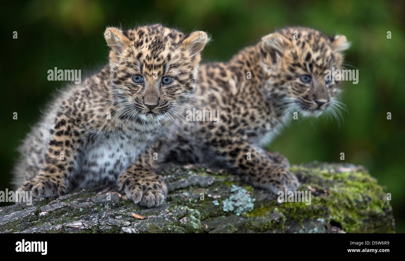 Eight-week-old Chinese leopard girls 'Mor' and 'May' sit on a branch at ...