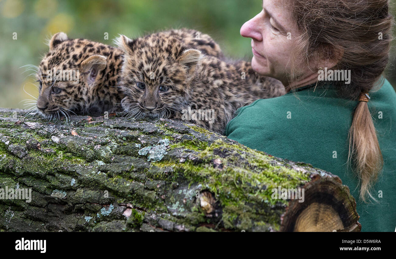 Eight-week-old Chinese leopard girls 'Mor' and 'May' sit on the arm of ...