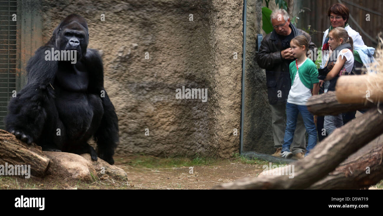 Visitors look at the male gorilla "Gorgo" in the primate house of the ...