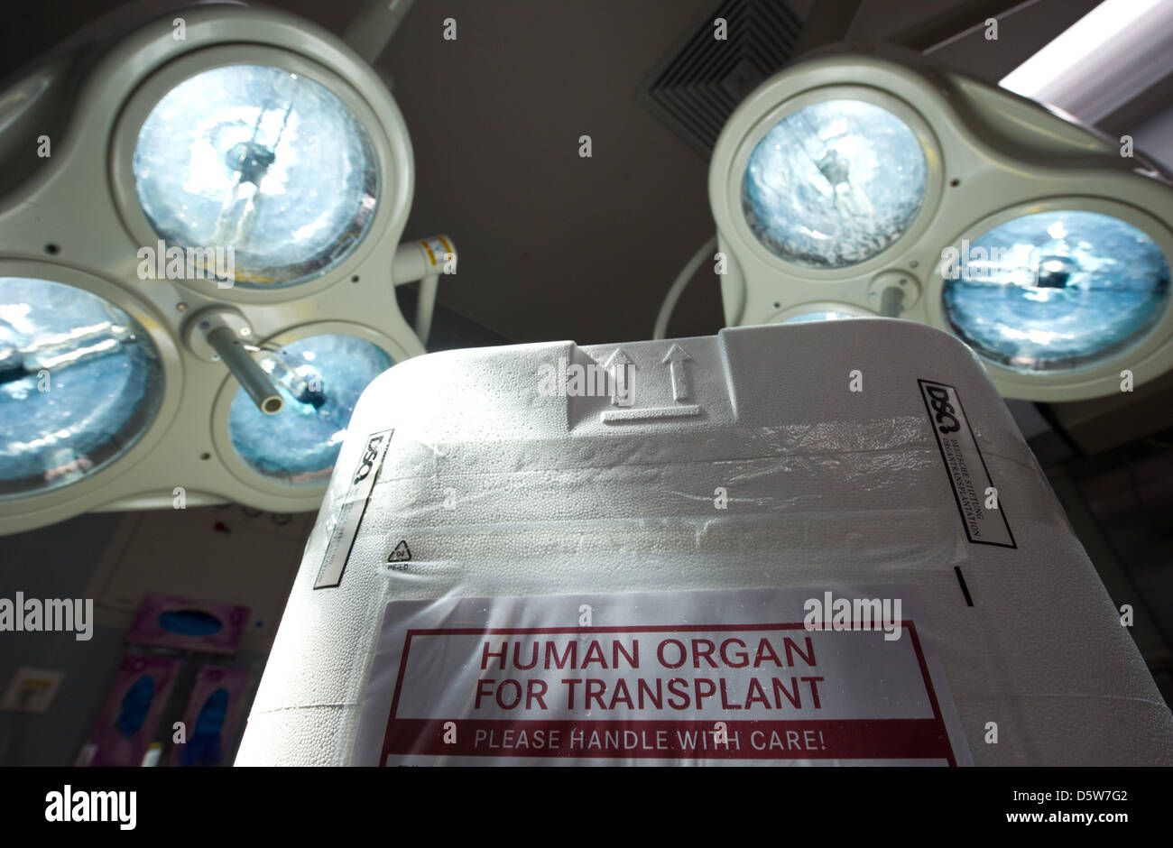 A styrofoam container for the transport of donated organs is pictured ...