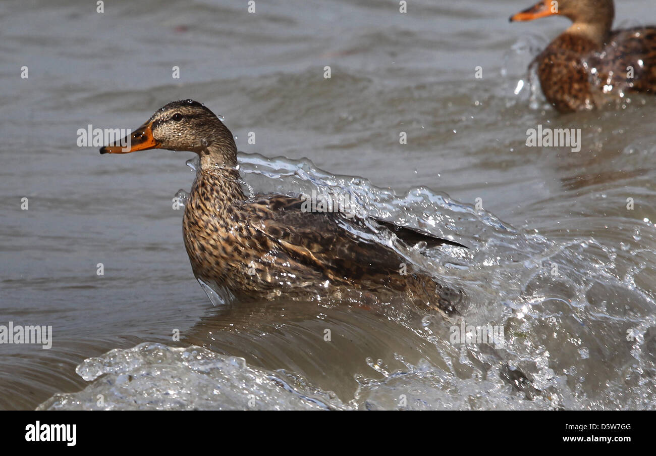 A duck tries to swim against the surf caused by a storm in the ...