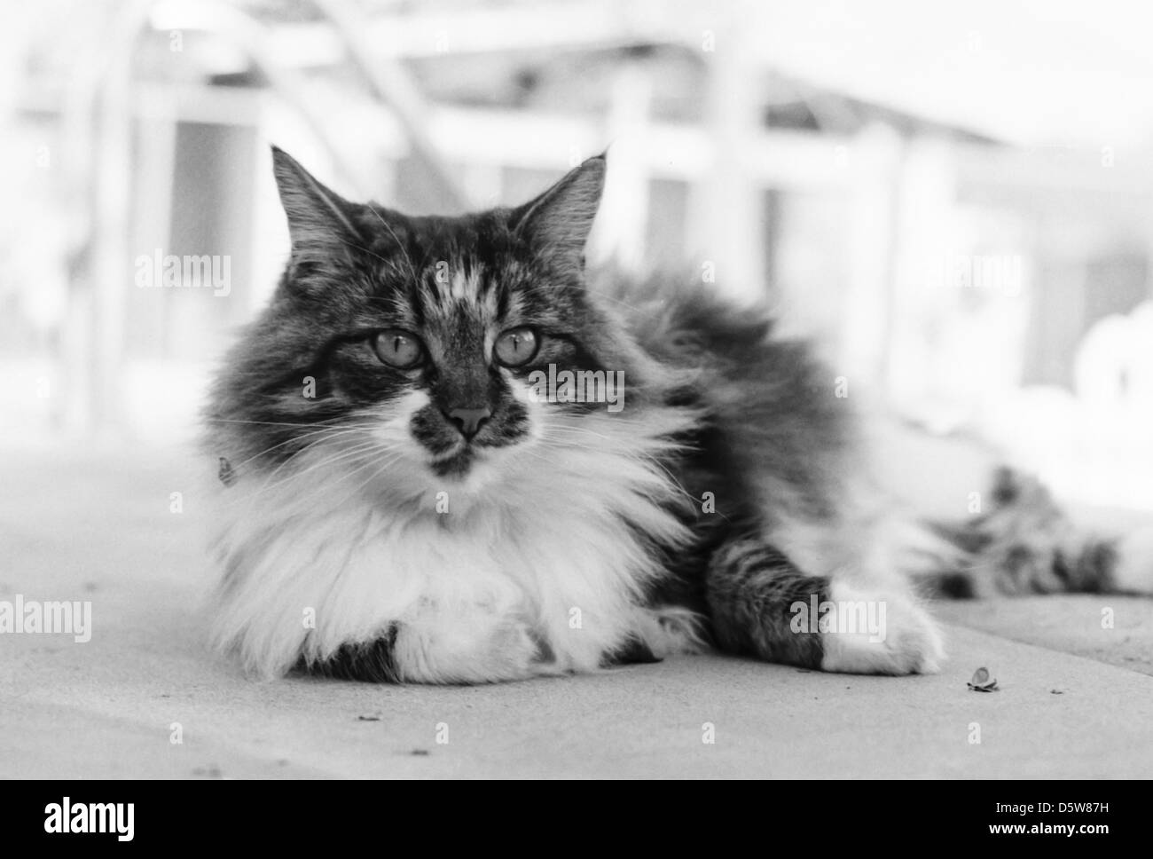 Fat lazy cat Black and White Stock Photos & Images - Alamy