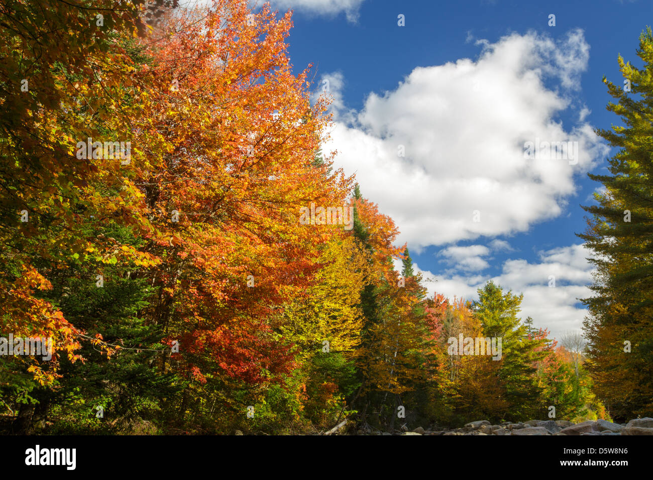 Gale River Forest - Autumn foliage along the Gale River in the White ...