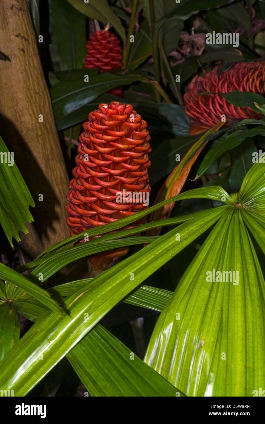 exotic tropical flowers,Bee Hive Ginger, 'Spectabile' Zingiber ...