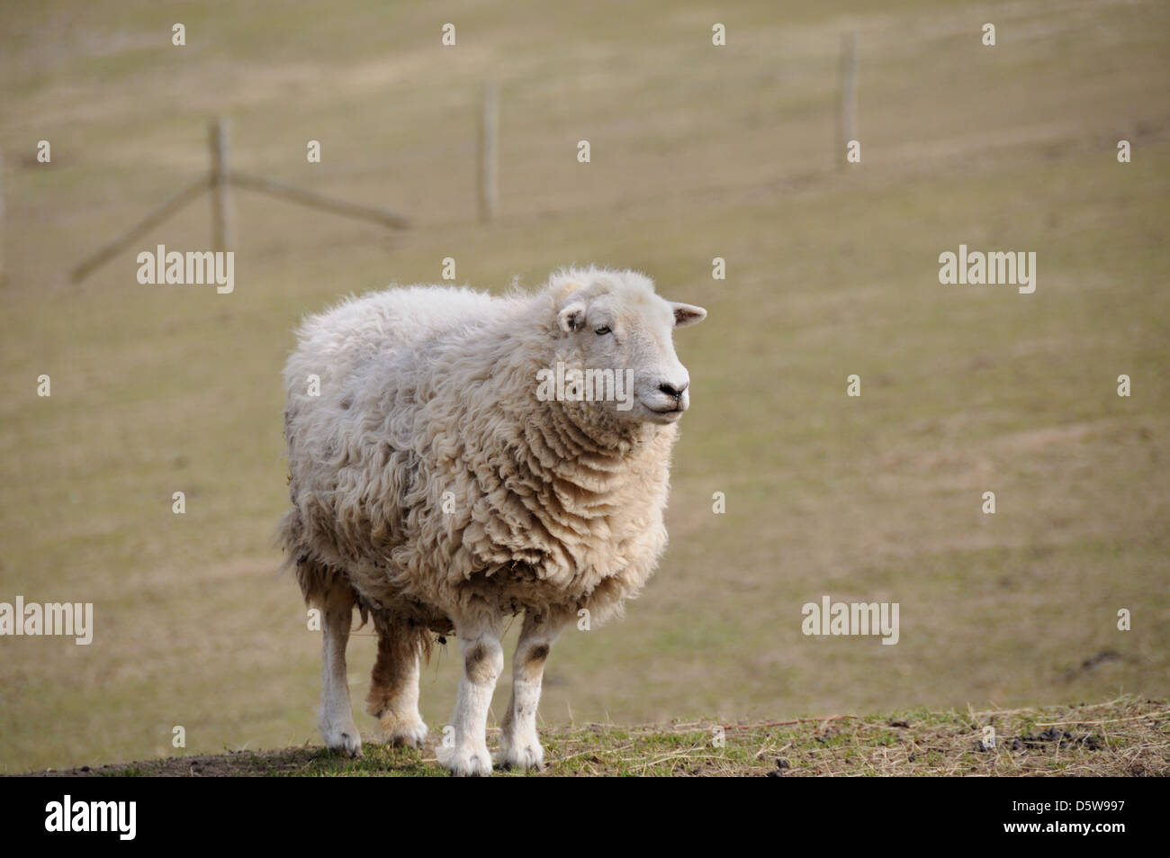 Lone sheep in field hi-res stock photography and images - Alamy