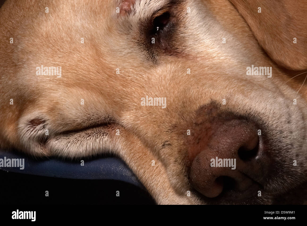 Labrador photograph hi-res stock photography and images - Alamy