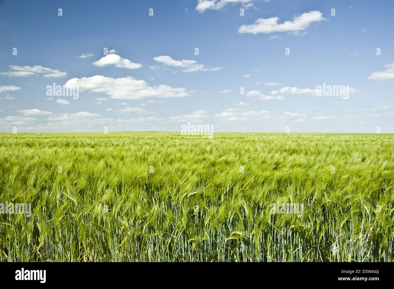 Summer Colorful Wheat Field Stock Photo - Alamy