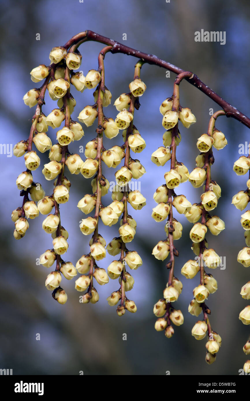 Stachyurus praecox hi-res stock photography and images - Alamy