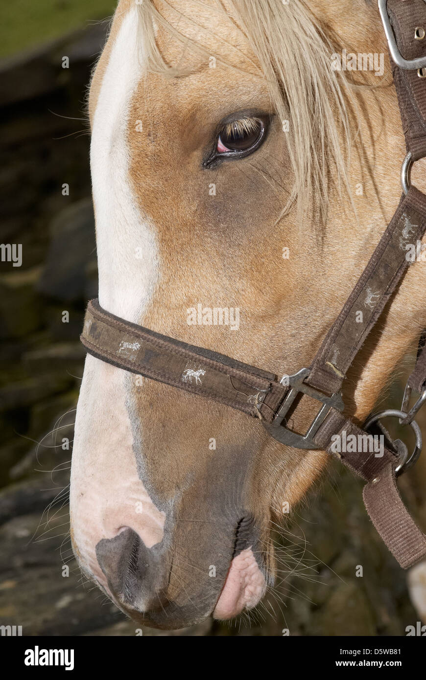 Fawn horse hi-res stock photography and images - Alamy