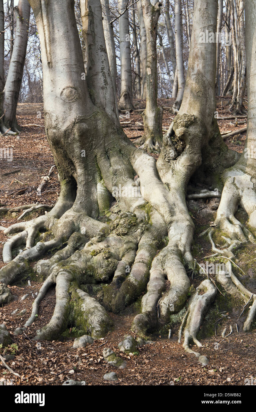 Silt roots hi-res stock photography and images - Alamy