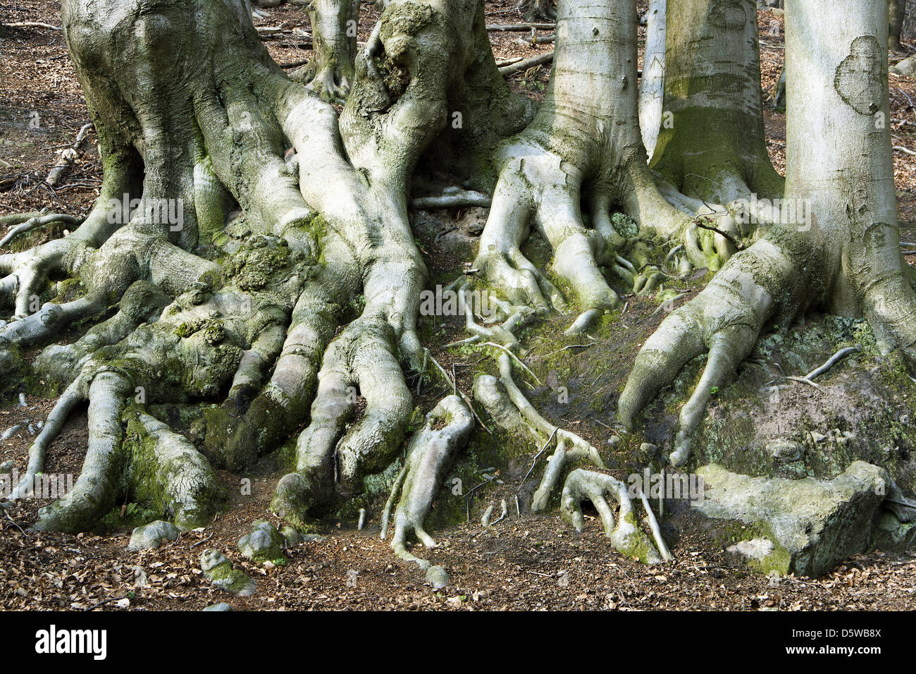 Mat of roots hi-res stock photography and images - Alamy