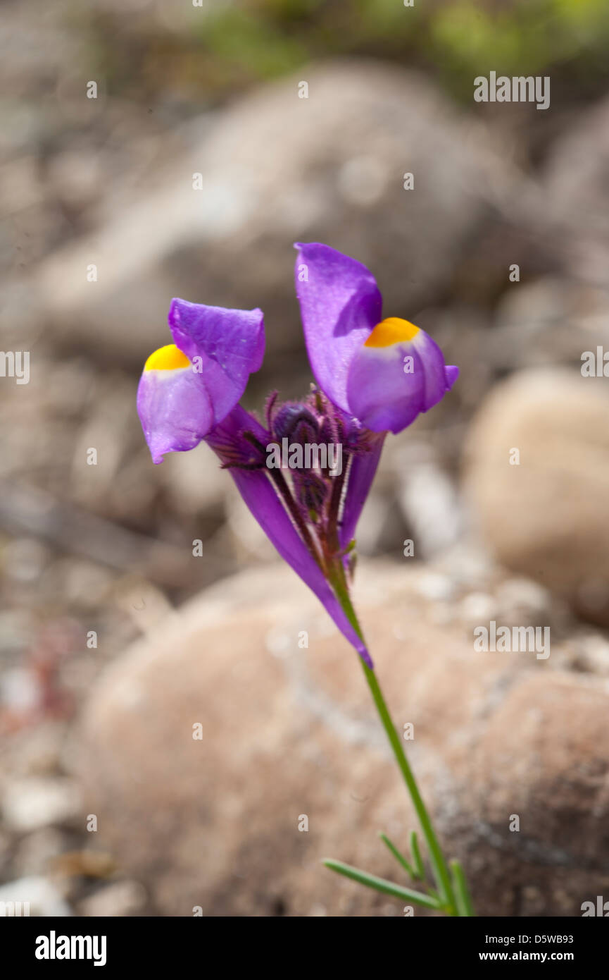 Annual Linaria species growing on sandstone rocks in Extremadura, Spain ...