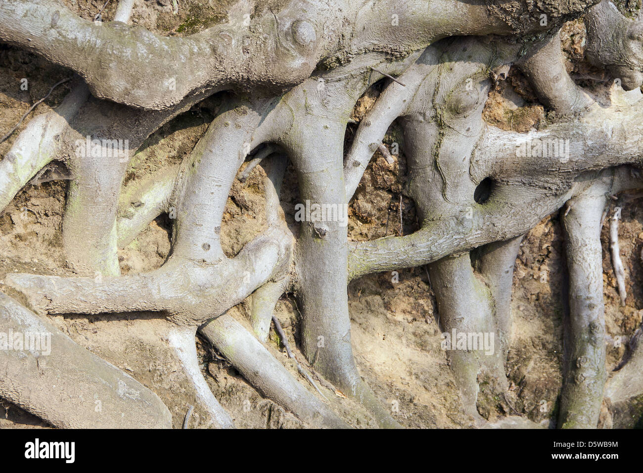Mat of roots hi-res stock photography and images - Alamy