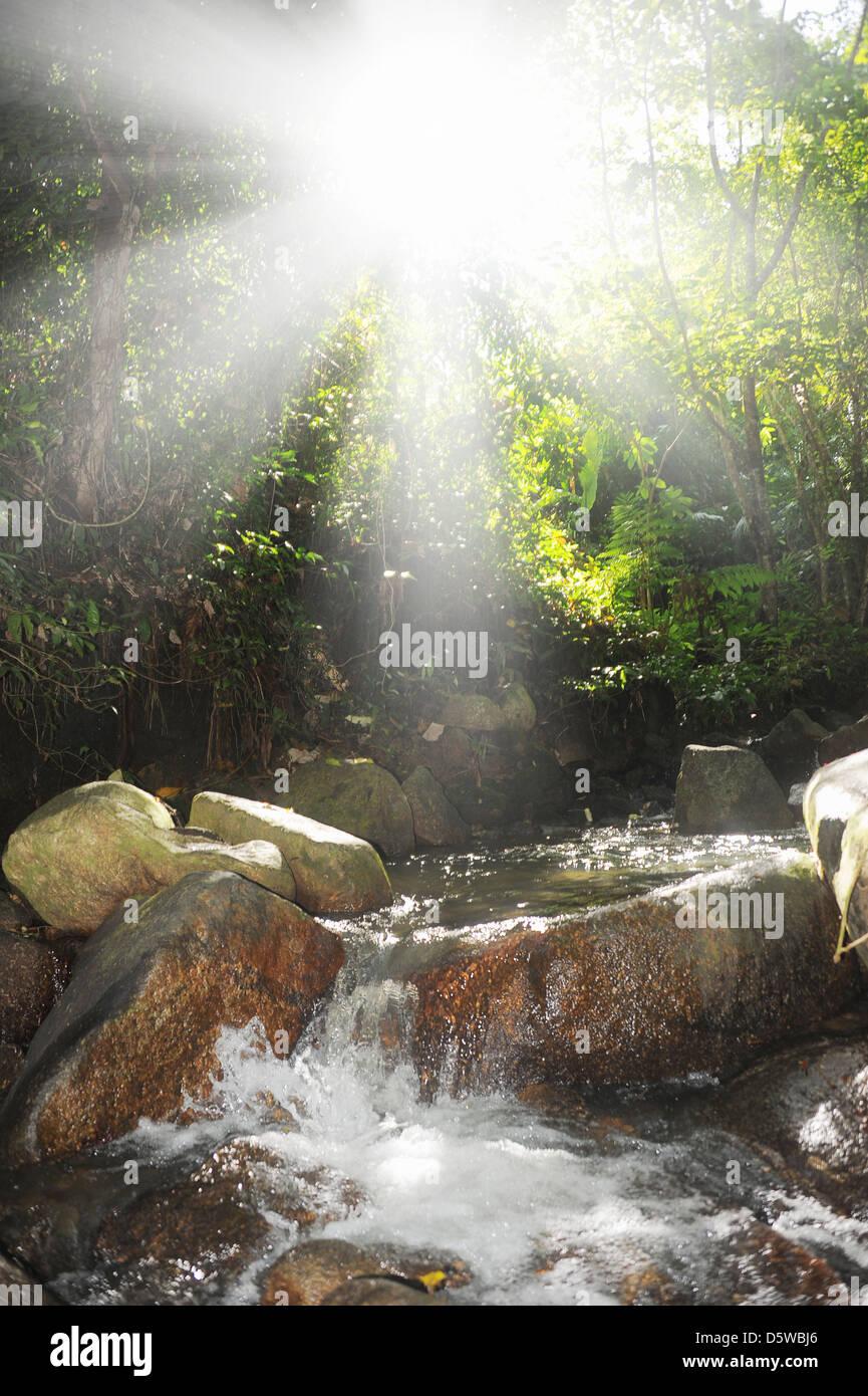 Sunlight in the forest Stock Photo - Alamy