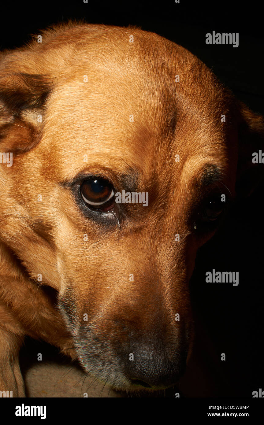 Photograph of a sad faced Labrador dog Stock Photo - Alamy