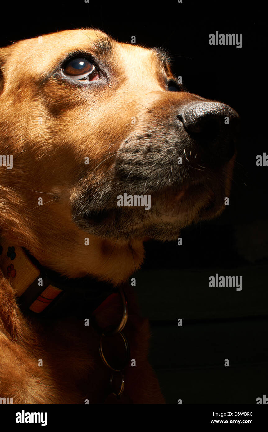 Sad labrador dog hi-res stock photography and images - Alamy