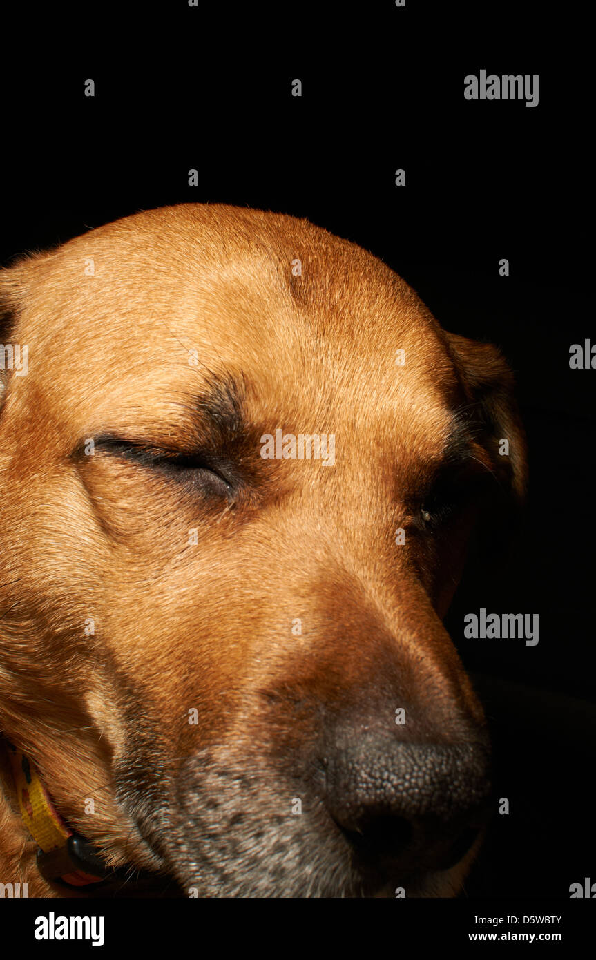 Photograph of a sad faced Labrador dog Stock Photo - Alamy
