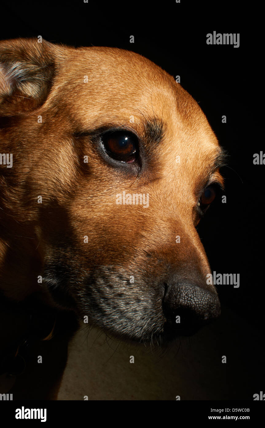 Photograph of a sad faced Labrador dog Stock Photo - Alamy