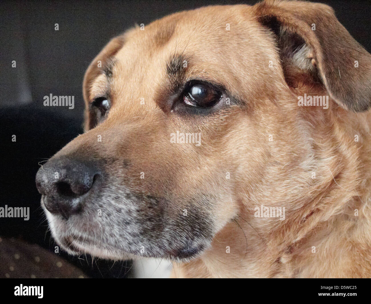 Photograph of a sad faced Labrador dog Stock Photo - Alamy