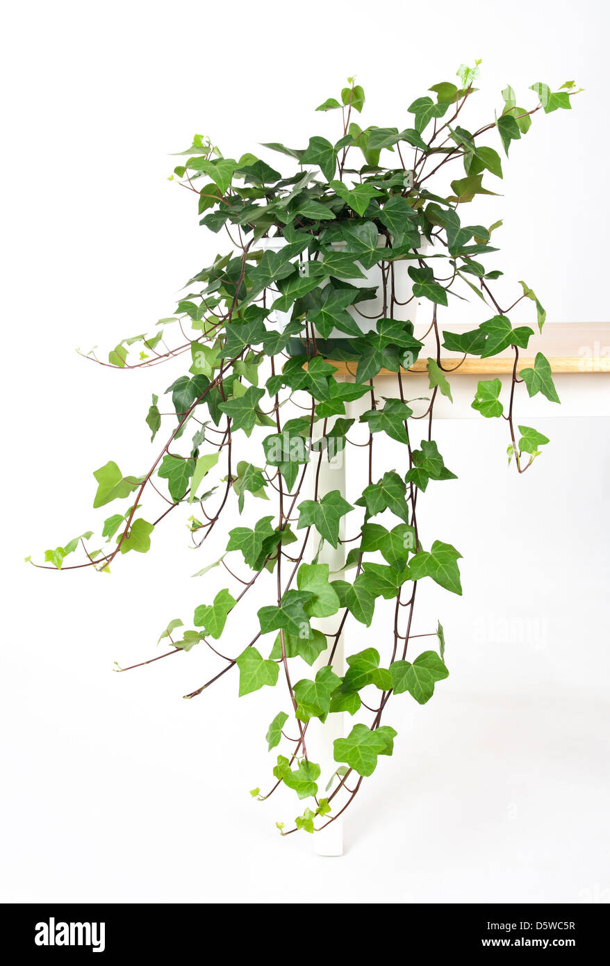 Ivy houseplant hi-res stock photography and images - Alamy