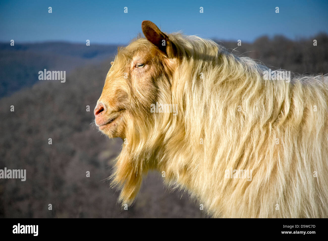 Portrait of a strong male goat with long hair Stock Photo - Alamy