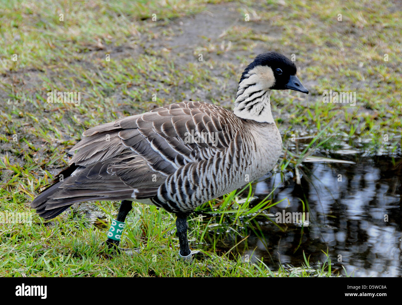 The Nene, or Hawaiian Goose is a species of bird endemic to the ...