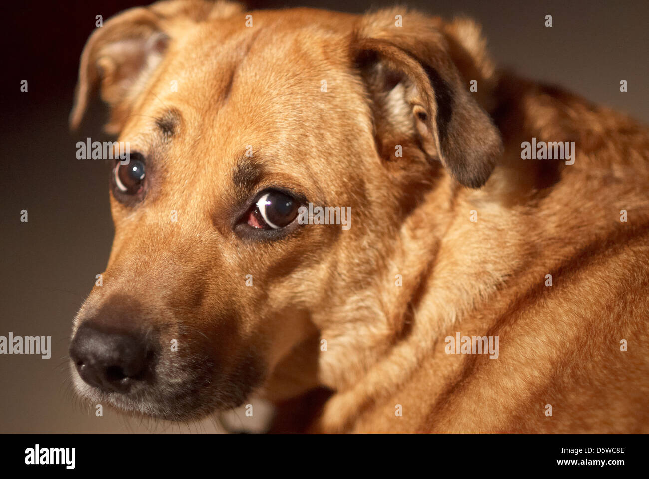 Sad Faced Dog High Resolution Stock Photography and Images - Alamy