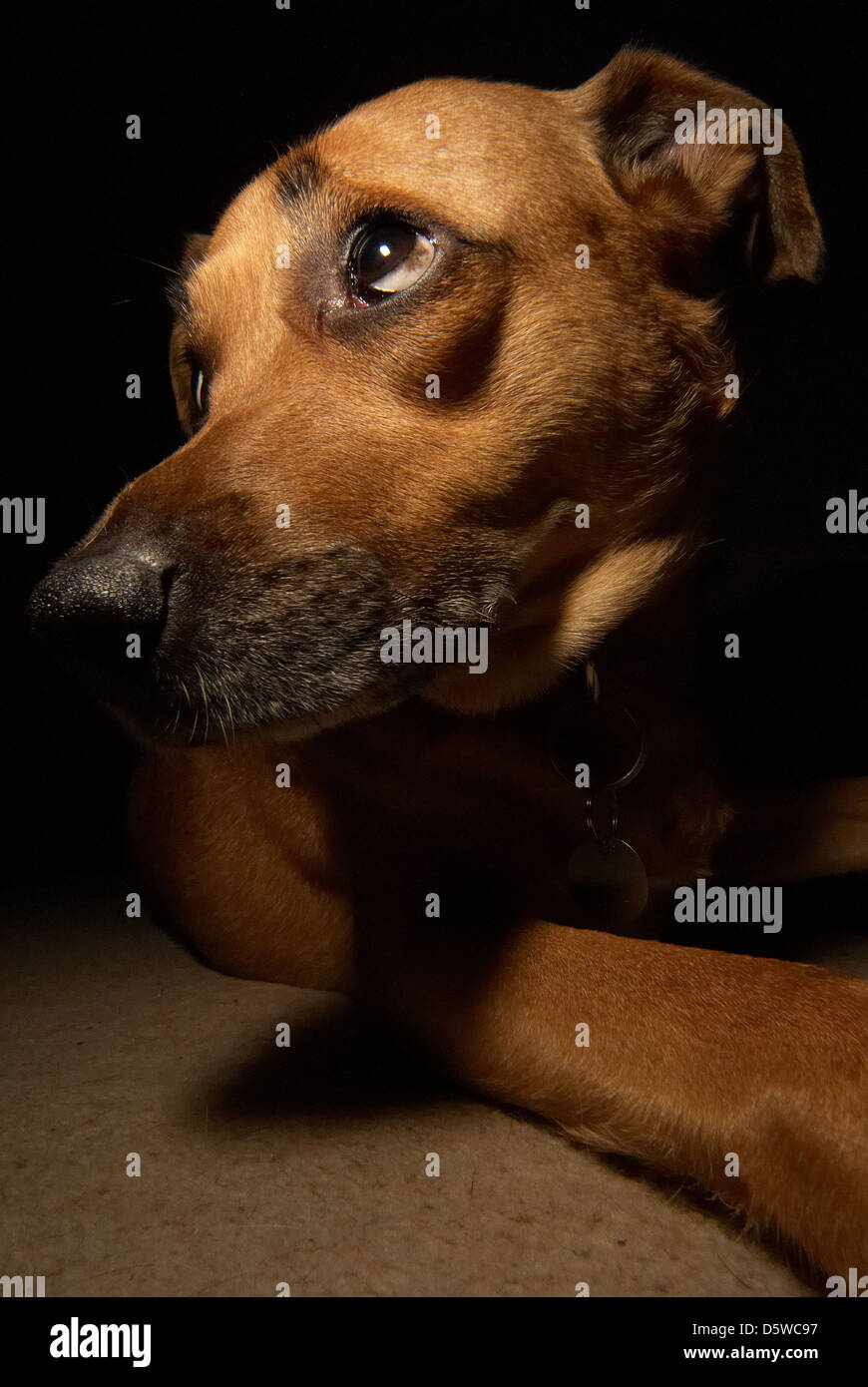Sad Faced Dog High Resolution Stock Photography and Images - Alamy