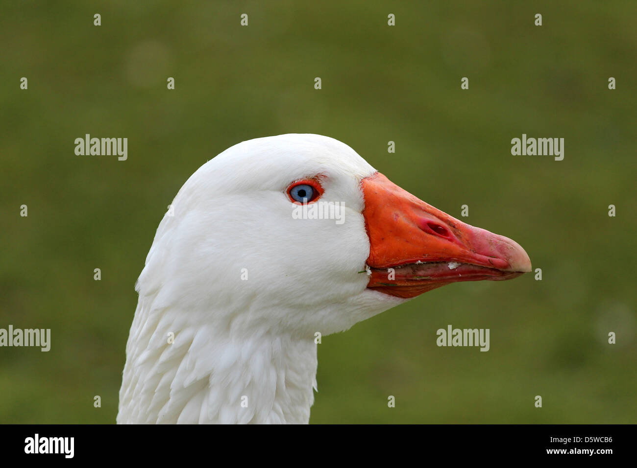 Head shot of a white domestic goose Stock Photo - Alamy