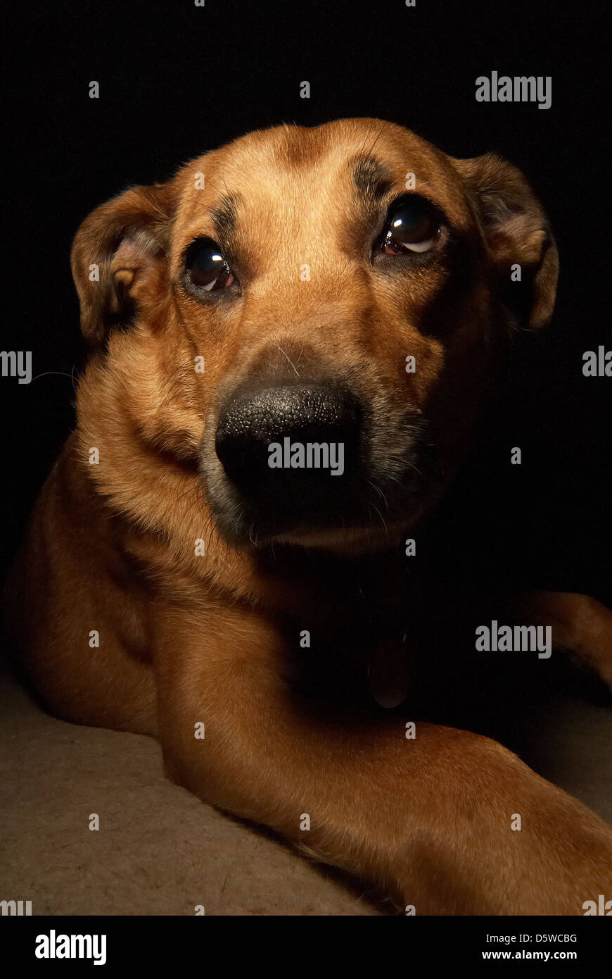 Photograph of a sad faced Labrador dog Stock Photo - Alamy