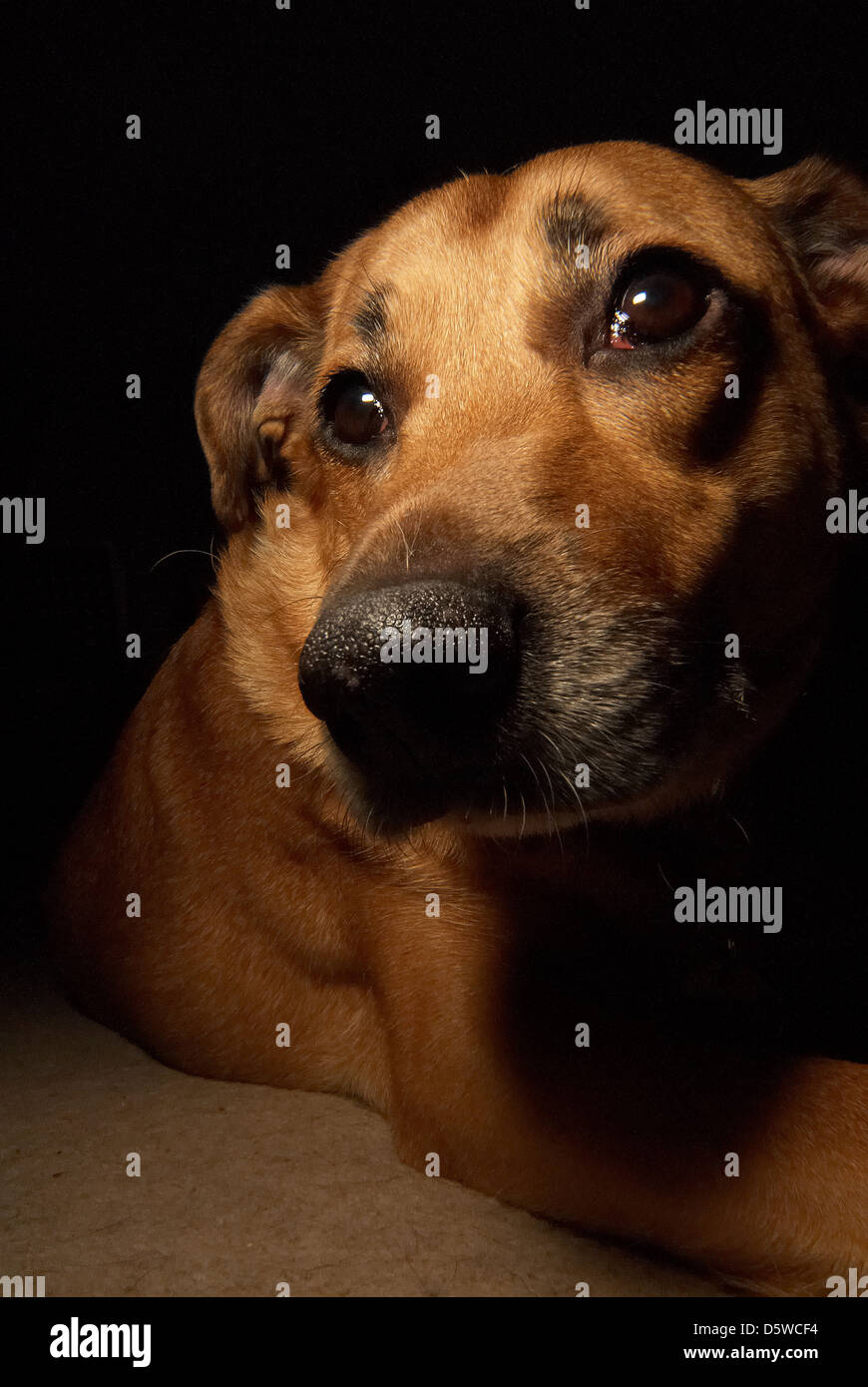 Photograph of a sad faced Labrador dog Stock Photo - Alamy