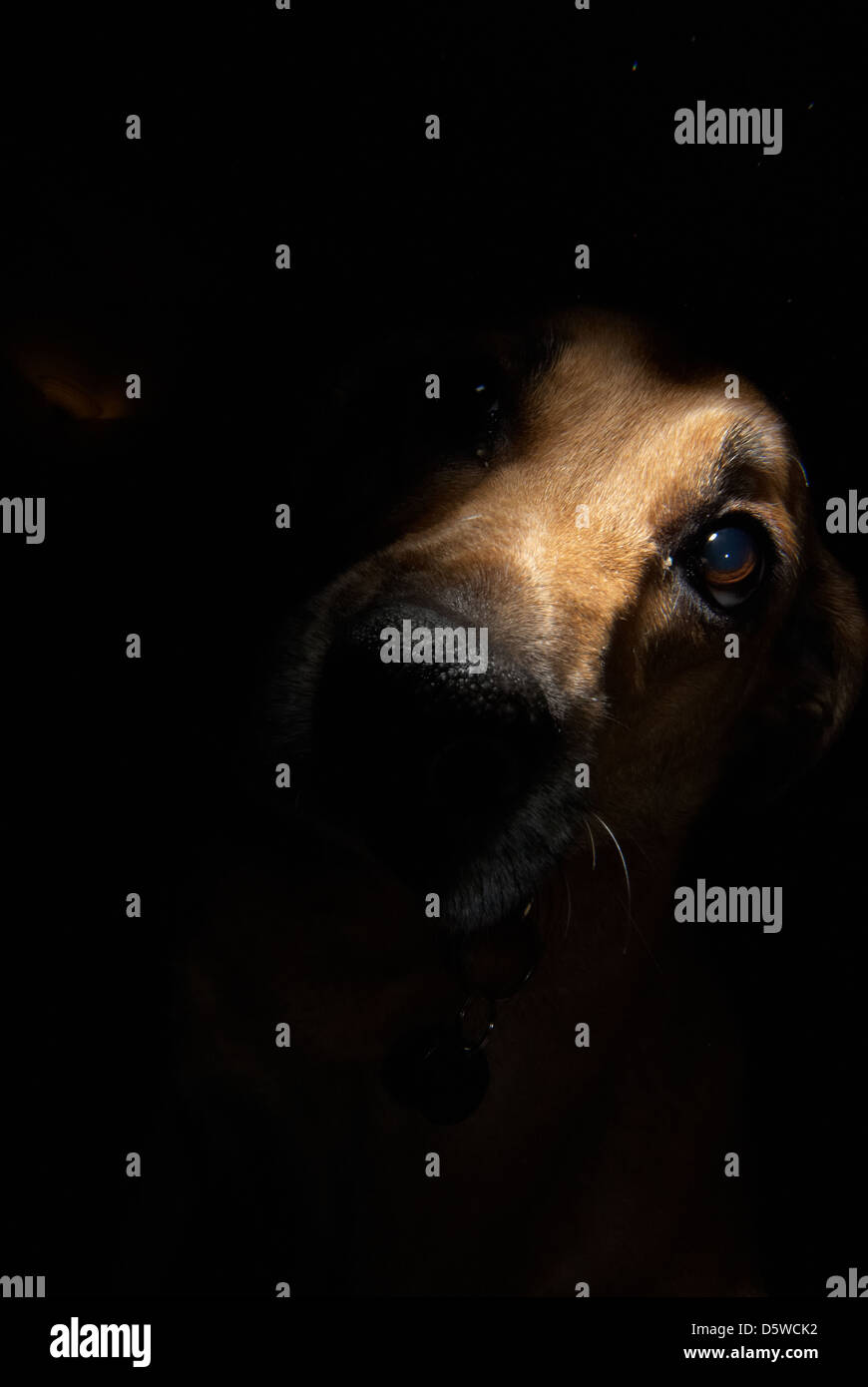 Sad Faced Dog High Resolution Stock Photography and Images - Alamy