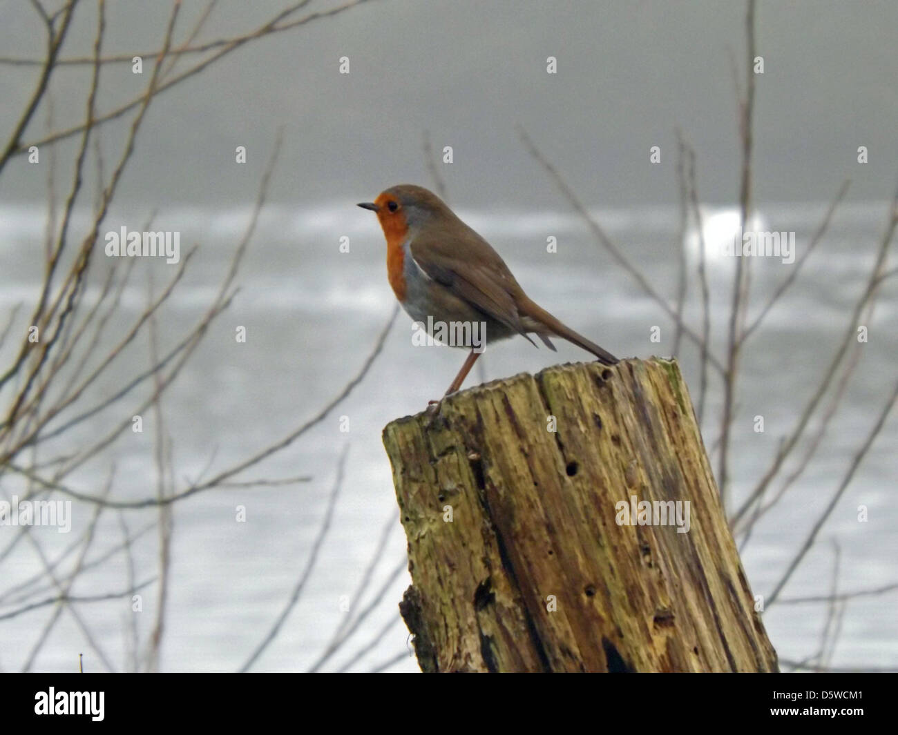 Robin on Tree Stump Branston Burton on Trent Stock Photo - Alamy
