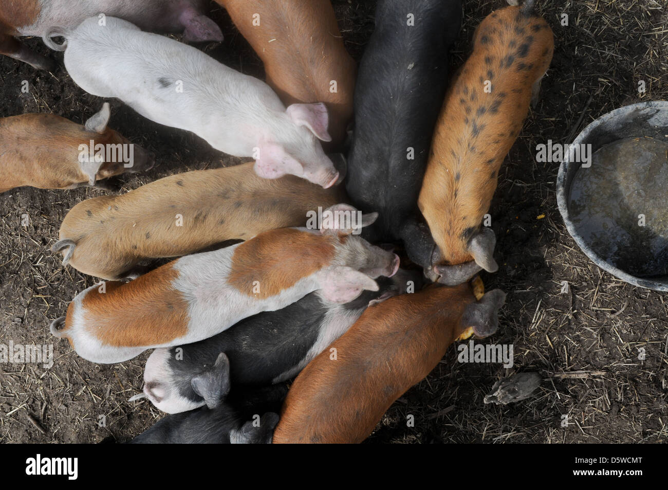 Heritage pig hi-res stock photography and images - Alamy