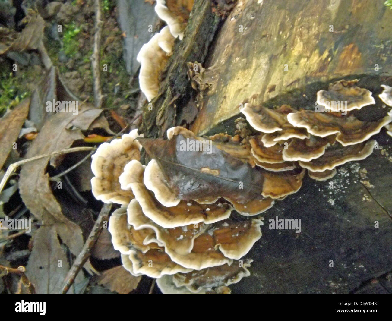 Fungi on a Tree Stock Photo - Alamy